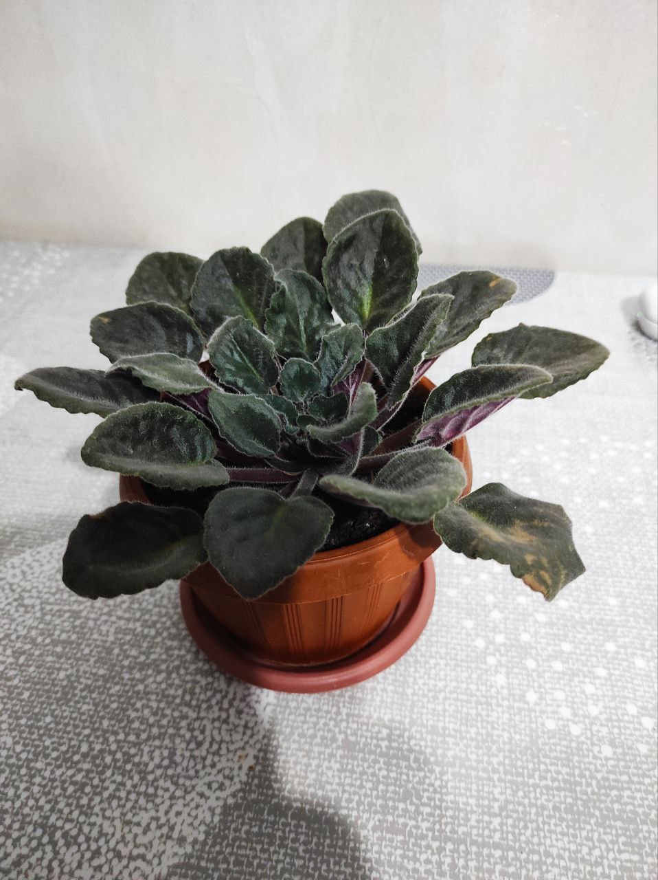 plants_four Object Detection Model by Hof university of applied science