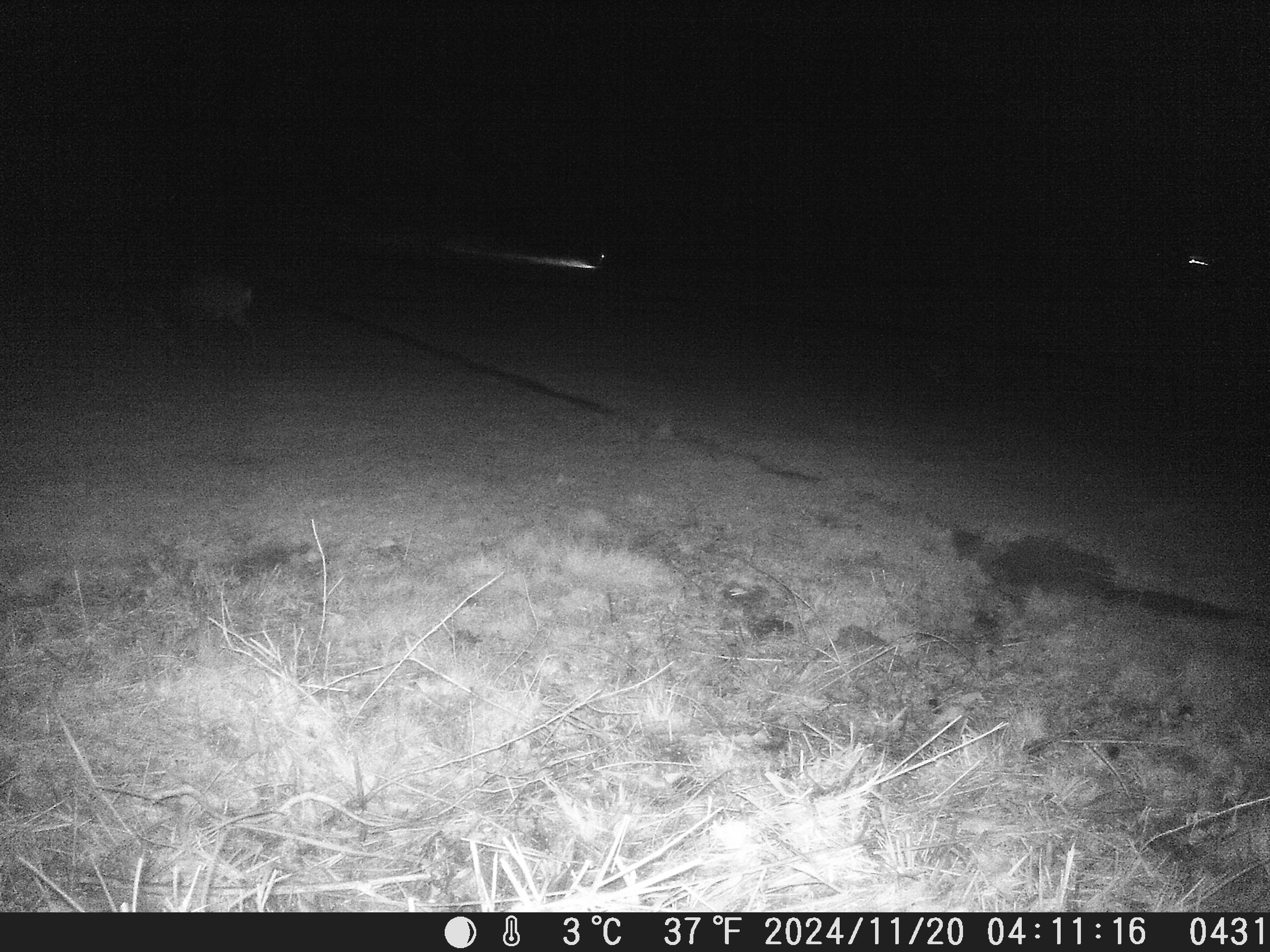 animal_D Object Detection Dataset and Pre-Trained Model by Amanatsu