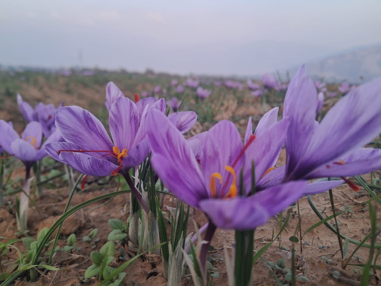 Saffron Object Detection Dataset by Centre for Development and Advanced ...