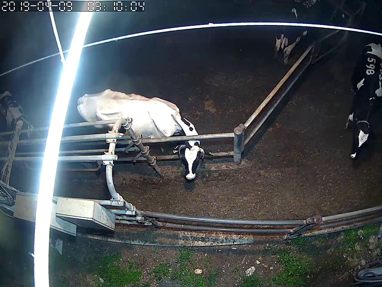 Detectcow Object Detection Dataset And Pre Trained Model By College2yr