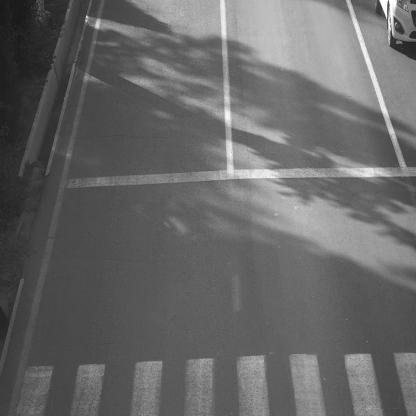 zebra Object Detection Dataset and Pre-Trained Model by AIRI