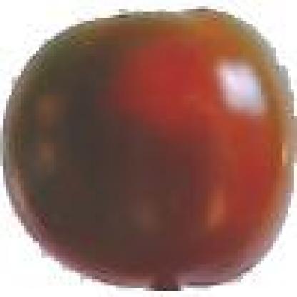 tomato Classification Model by bkw