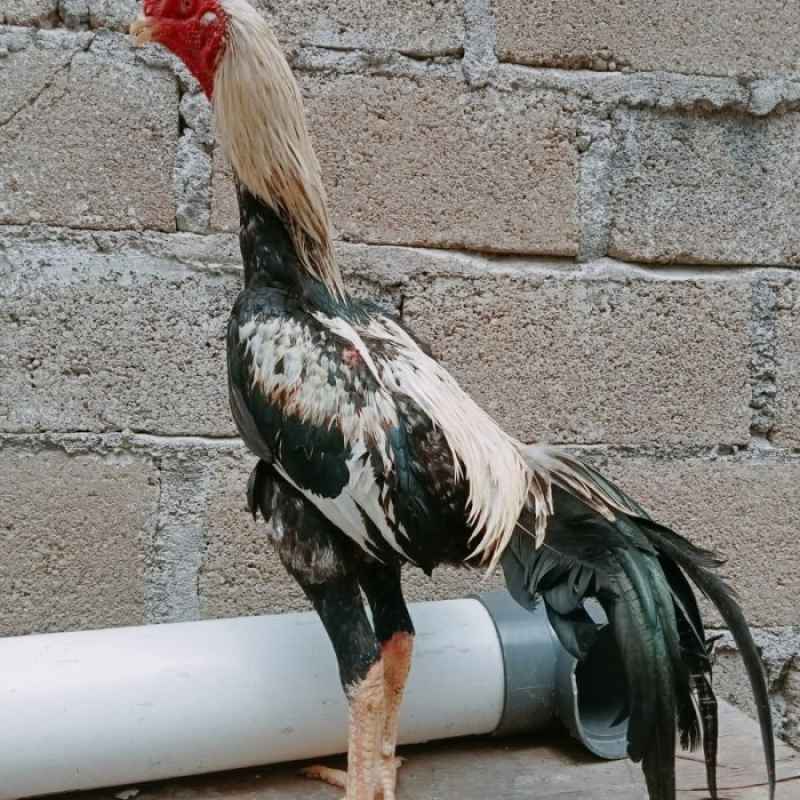 AI_chicken Object Detection Model by AI