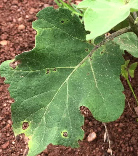 damage leaf area Instance Segmentation Dataset and Pre-Trained Model by bhanuka kamantha