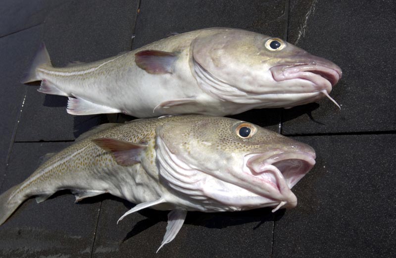 Korean Fish - Roboflow Universe