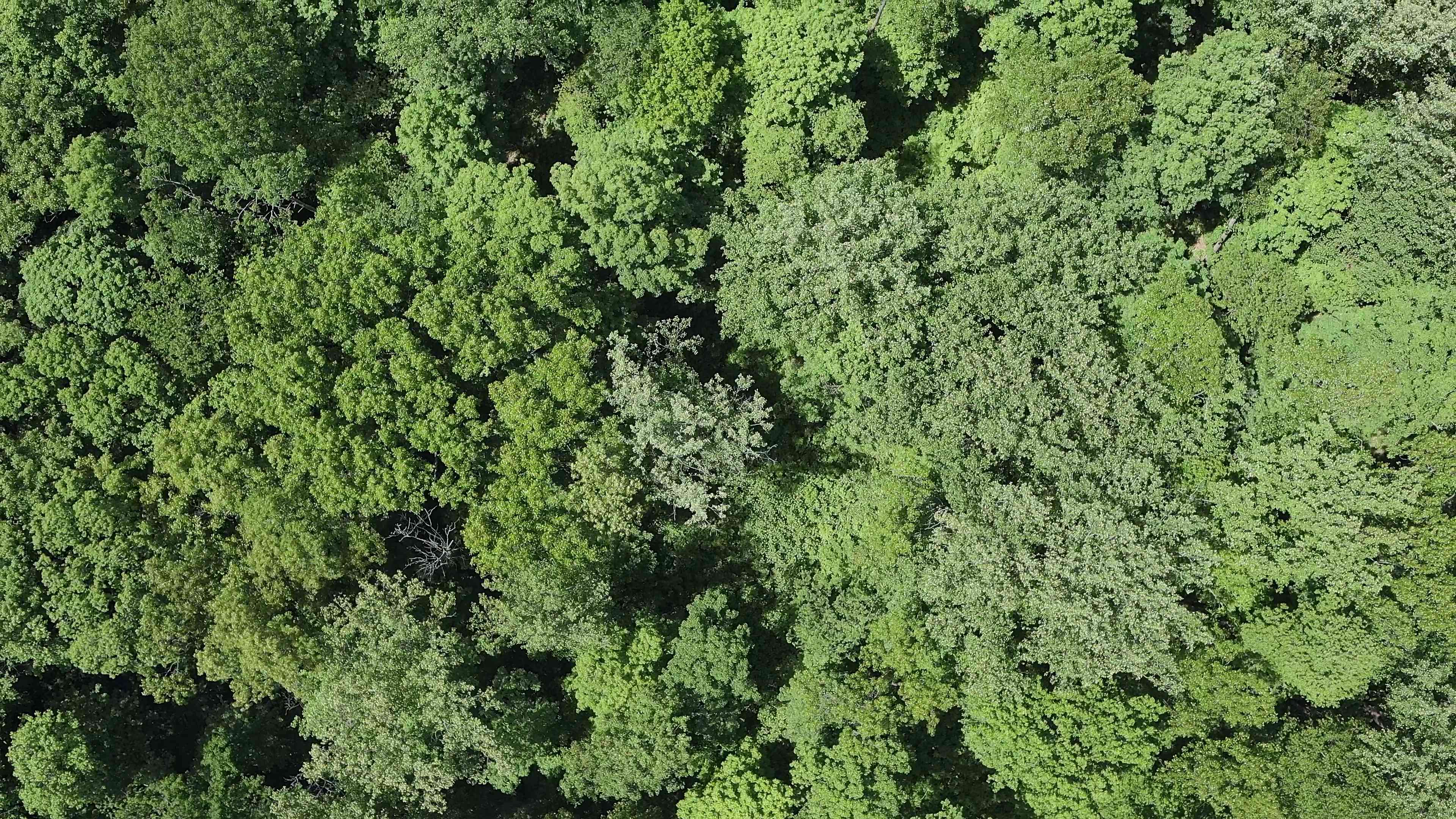 Tree Detection Instance Segmentation Dataset by Elaine Ye