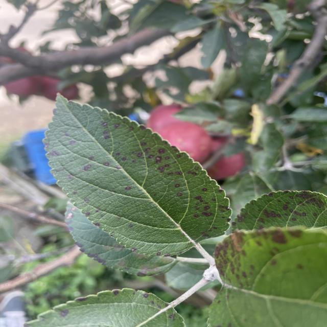 apple disease Object Detection Dataset by lekha sivalenka