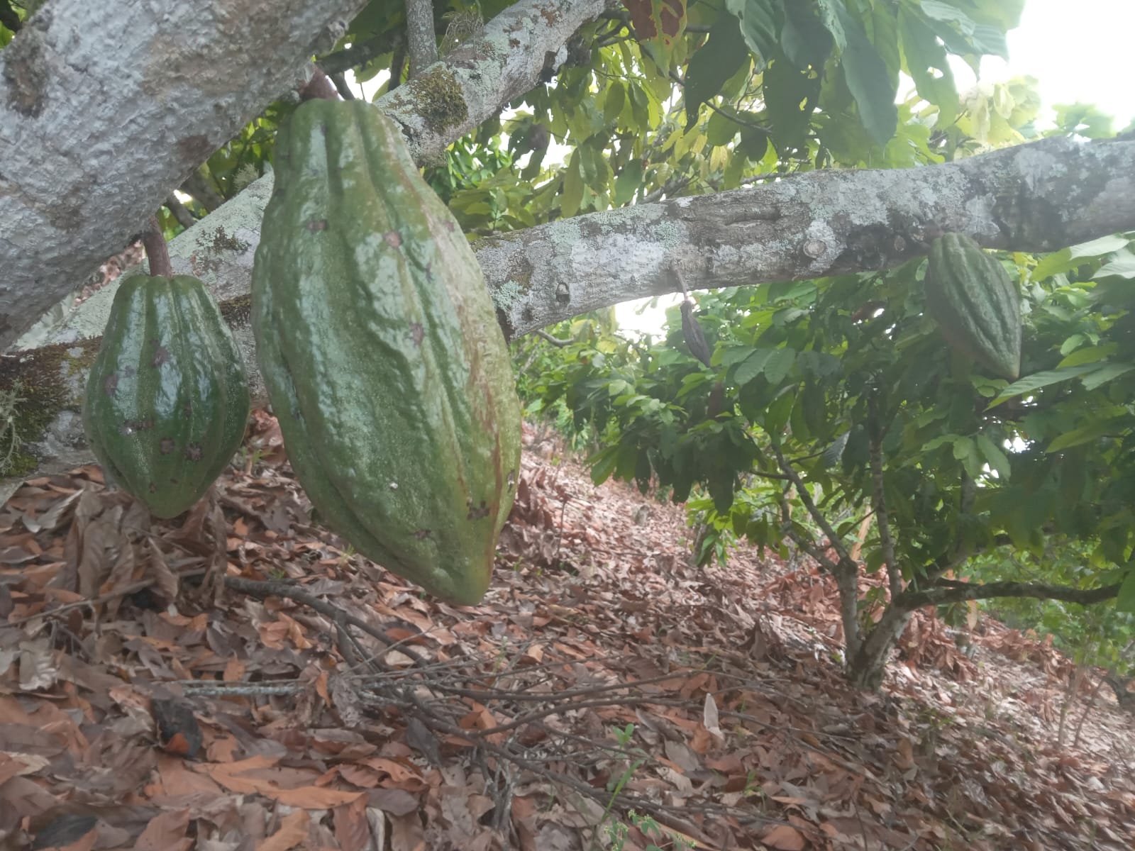 cacao Object Detection Dataset by Eusebio Prez Dvila