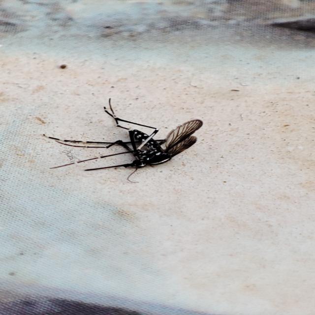 mosquites Object Detection Dataset and Pre-Trained Model by AIstudy