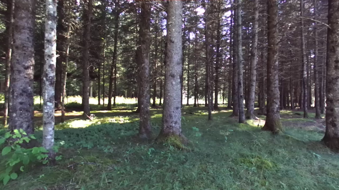 Tree Detection Object Detection Dataset By Joseph Hills
