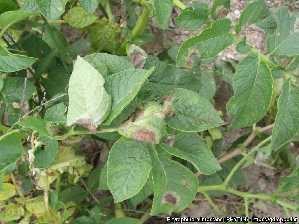 potato Object Detection Dataset and Pre-Trained Model by fancy