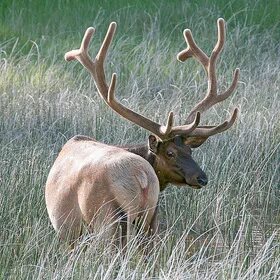 Deer-e Object Detection Dataset by YOLO