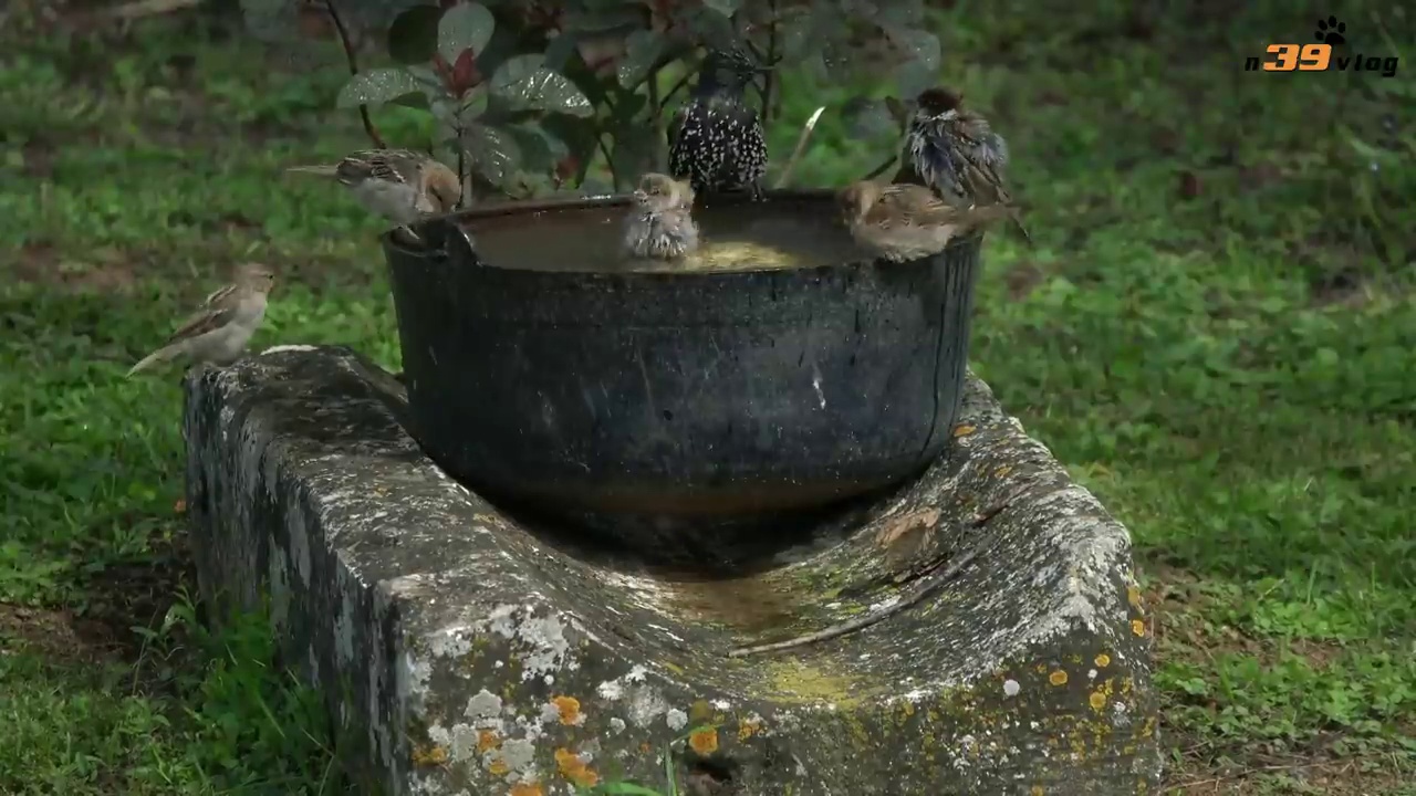 Sparrow-E Object Detection Dataset by YOLO