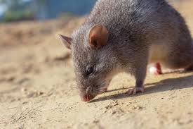 Rats-E Object Detection Dataset by YOLO