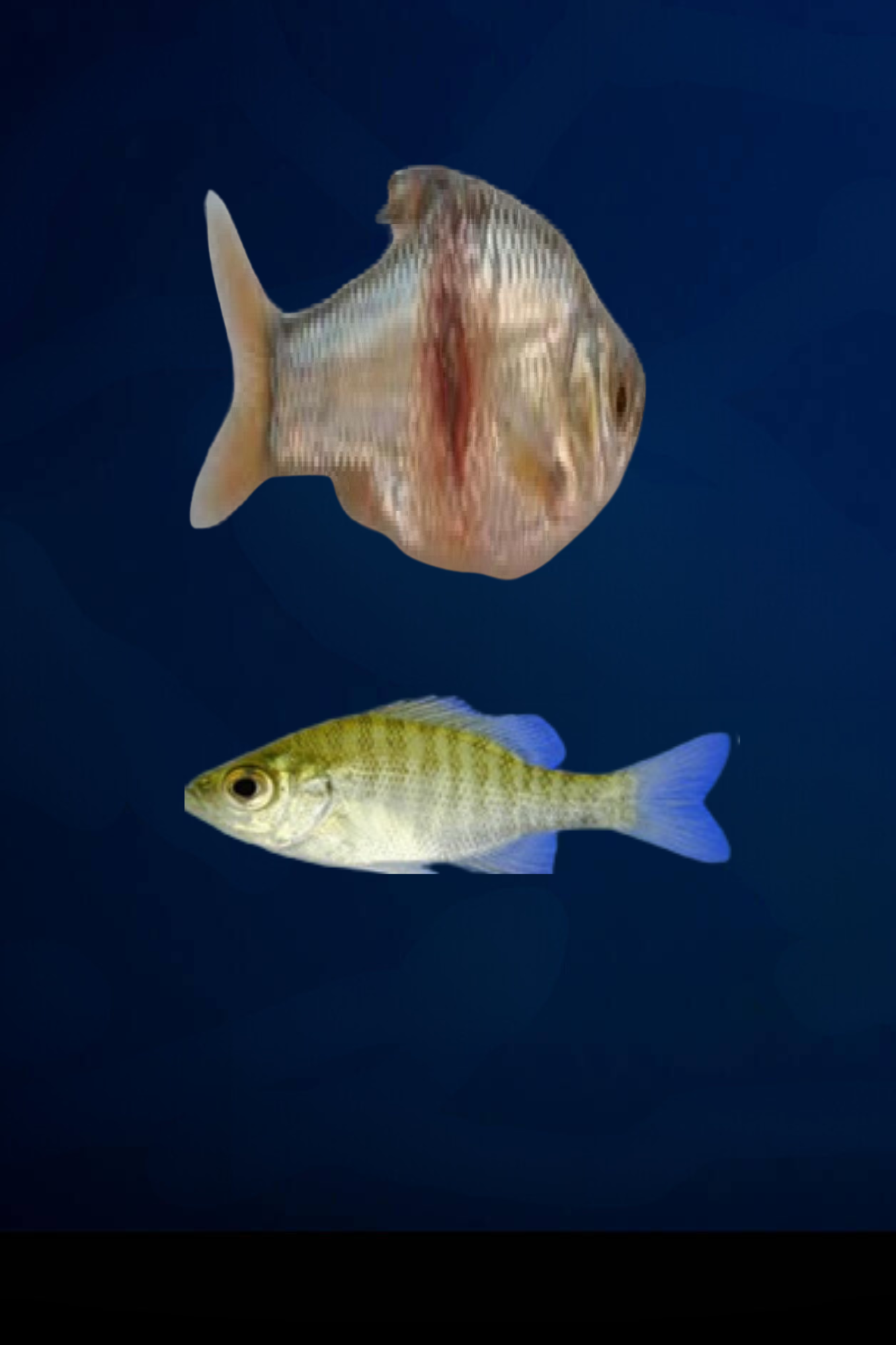 fish disease detection Classification Model by pfe