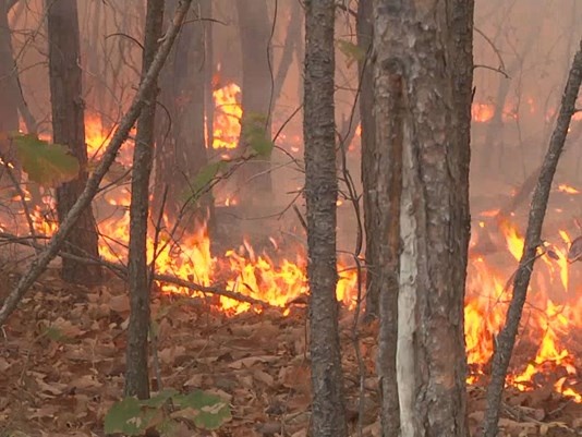 Forest Fire Detection Object Detection Dataset by car