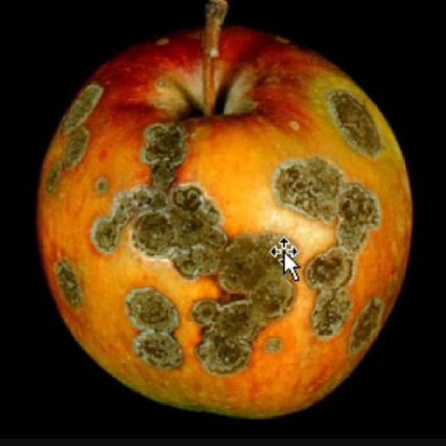 Apple_disease_Full Object Detection Dataset and Pre-Trained Model by gffgg