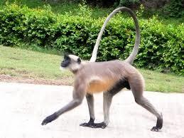 covert monkey Object Detection Dataset by new-workspace-roymm