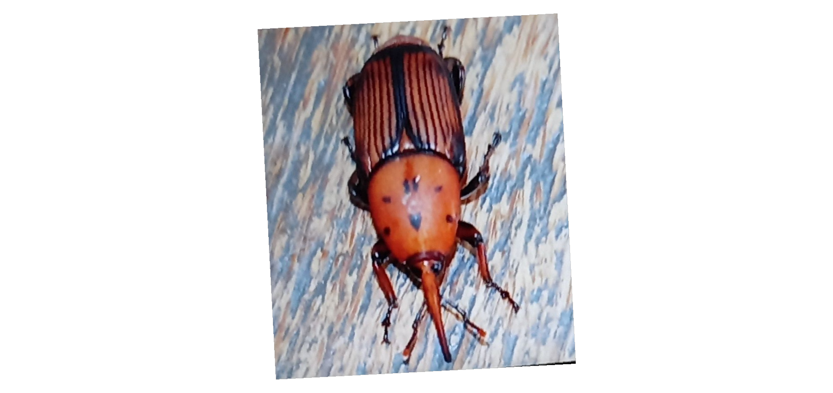 DATE PALM INSECTS Object Detection Dataset and Pre-Trained Model by Hessane Abdelaaziz