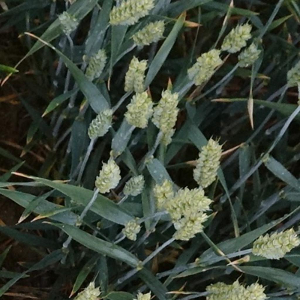 Wheat Segmentation Instance Segmentation Dataset By Albara Shehadeh