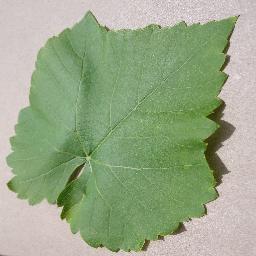 Grapevine Leaves Object Detection Dataset and Pre-Trained Model by Grape