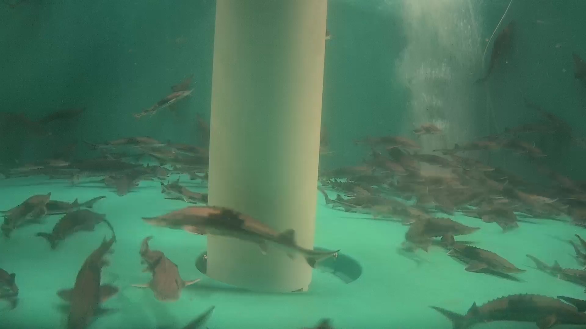 Detection Sturgeon Object Detection Dataset By Wisconsindetect