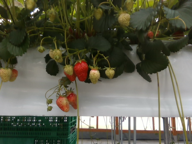 Strawberry Object Detection Dataset by XRSystem