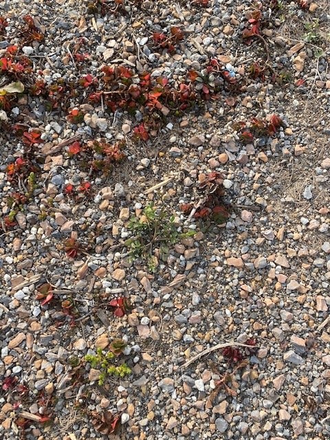 Weed - Detection Object Detection Dataset by Ajay