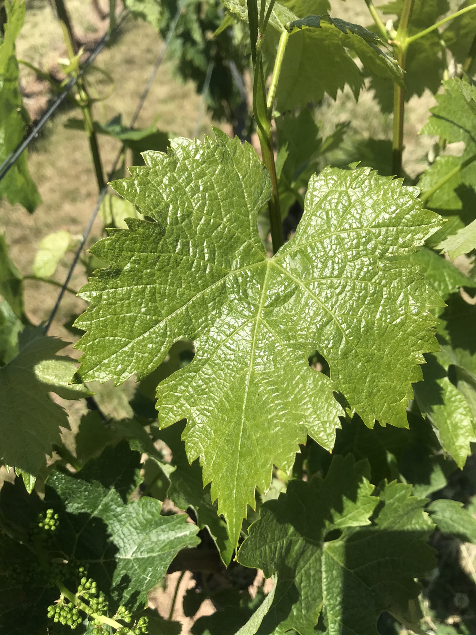 018 Smart farm - Roboflow Universe