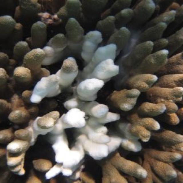 Coral Bleaching Object Detection Dataset (v2, 2024-06-16 4:16am) by FCOSEfficientNet