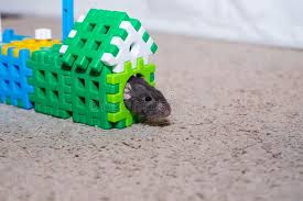 ANIMAL Detection Object Detection Dataset and Pre-Trained Model by amrita