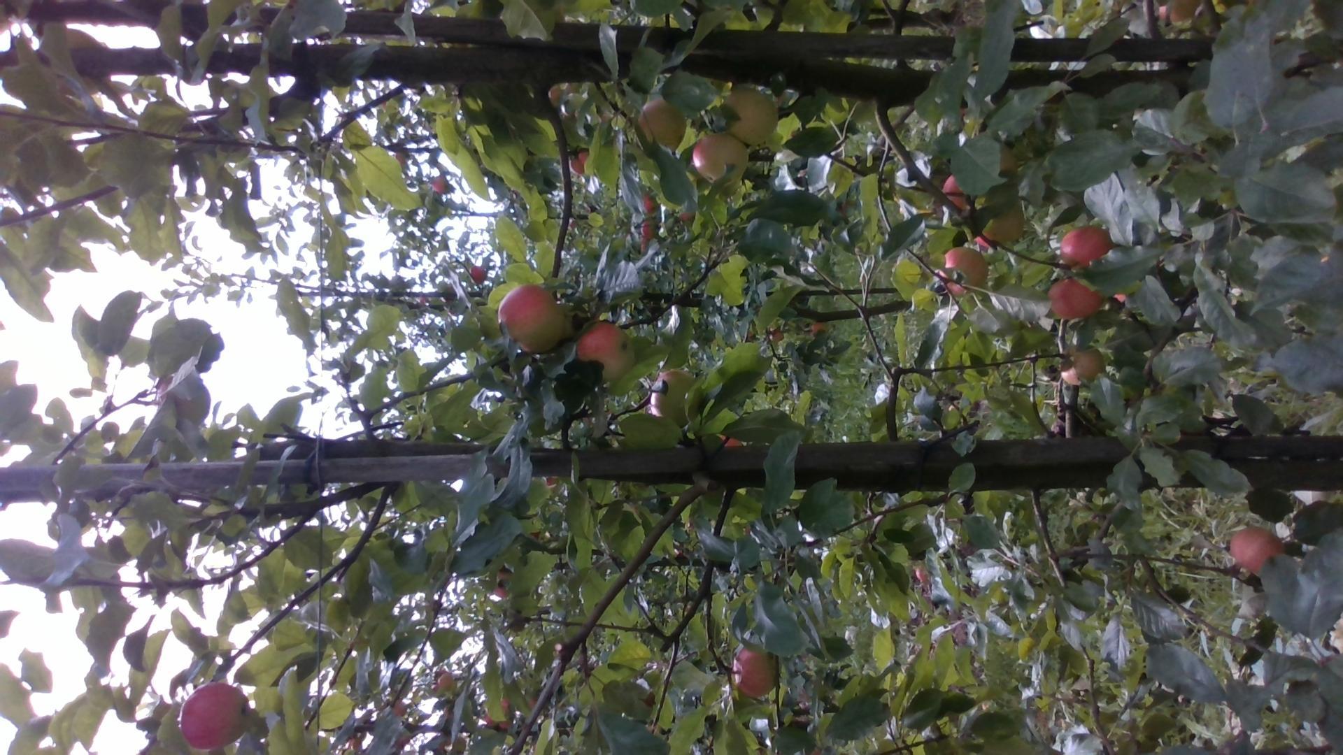 apple Object Detection Dataset and Pre-Trained Model by FSAC VIM