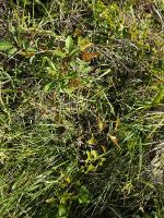 Weed Segmentation Instance Segmentation Dataset by WeedProject