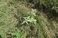 Weed Segmentation Instance Segmentation Dataset by WeedProject