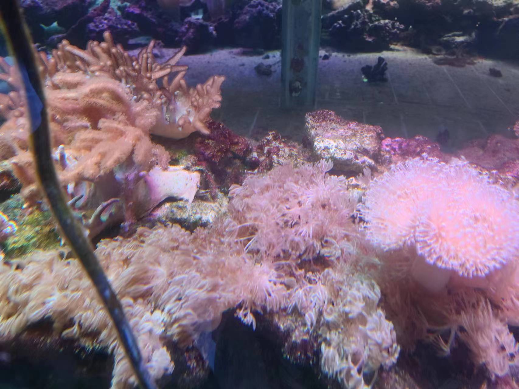 Coral Object Detection Dataset by nando