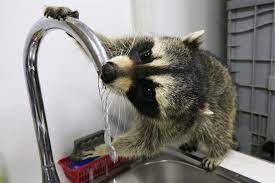 raccoon Object Detection Model by Veronika