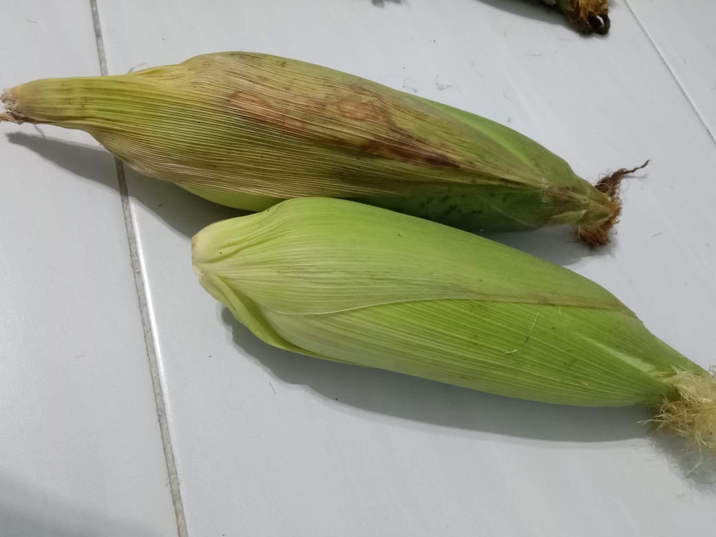 Corn Quality Monitoring Object Detection Dataset by FYP