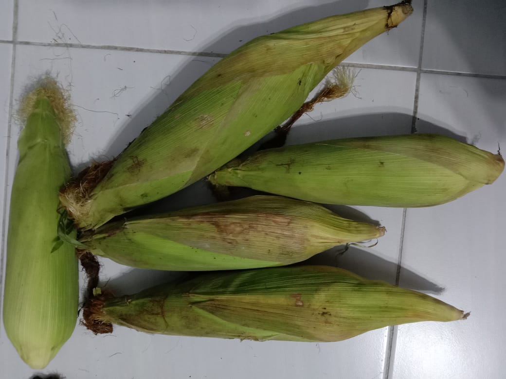 Corn Quality Monitoring - FYP Object Detection Model by FYP