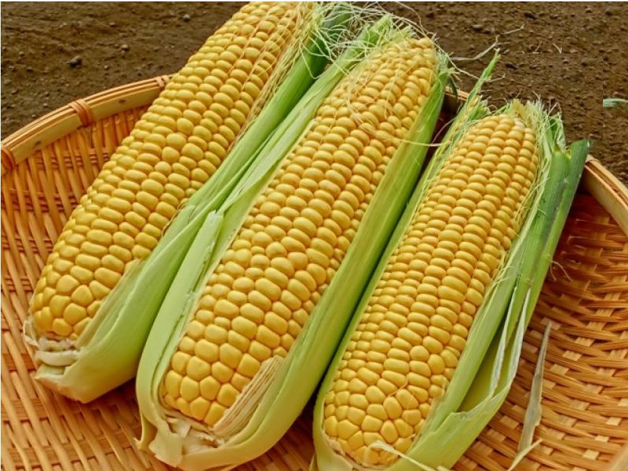 Corn size seggregate FYP Object Detection Dataset by FYP