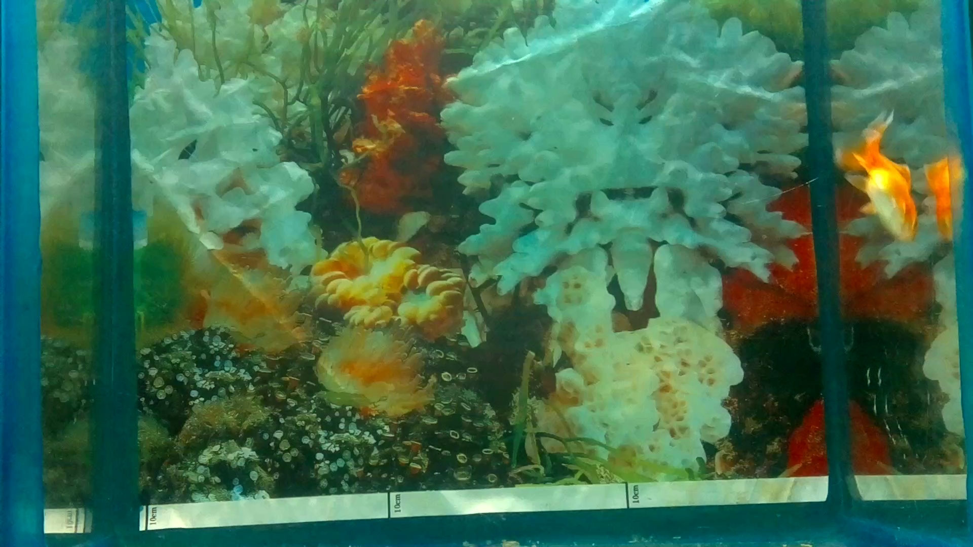 Gold fish detection Object Detection Dataset by new-workspace-ildwp