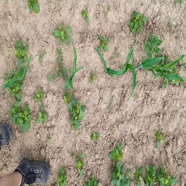 Weed Detection Two Object Detection Dataset And Pre Trained Model By