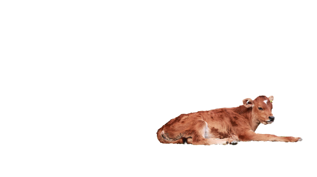 cow Keypoint Detection Model by DayeonJung