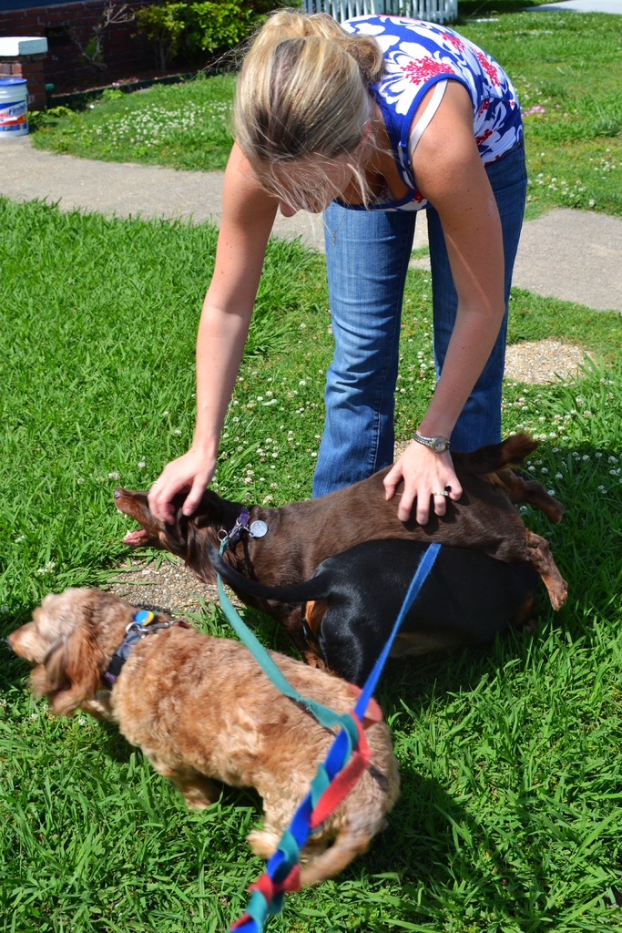 dogs detection_2 Object Detection Dataset and Pre-Trained Model by ...