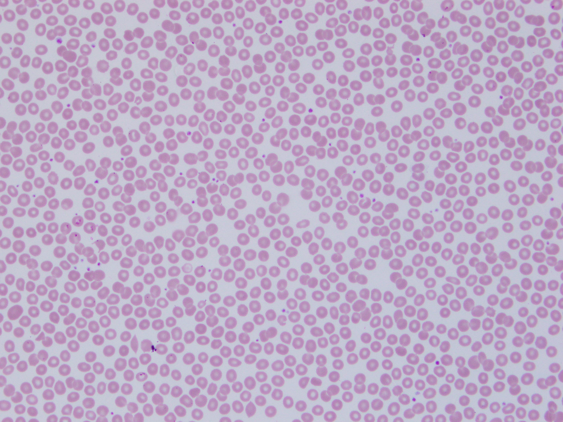 cell types Classification Dataset and Pre-Trained Model by National ...