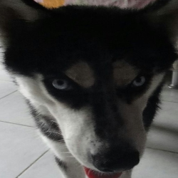 Flickr Dog Classification Dataset by MingJIE