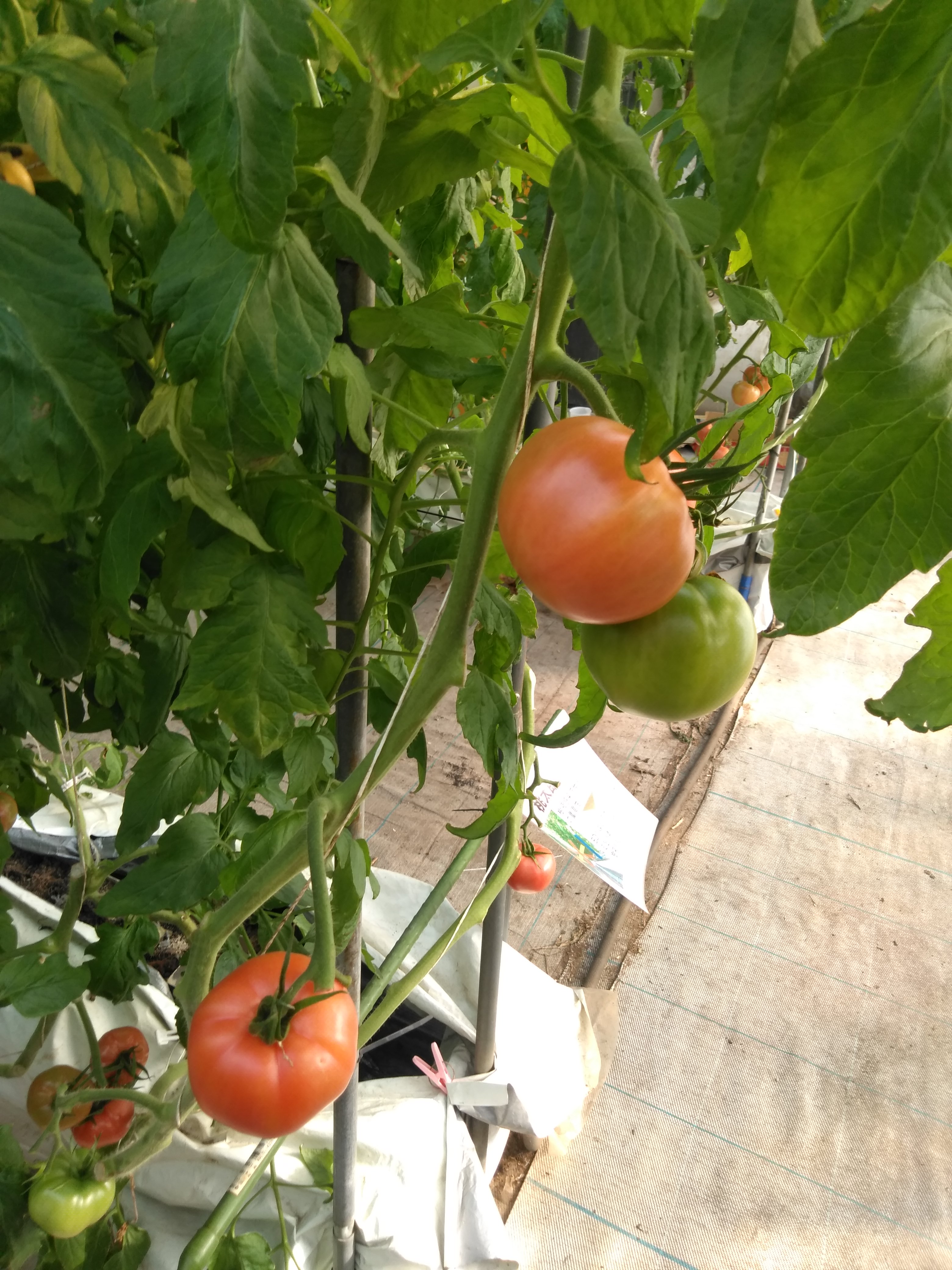 tomato_v2 Instance Segmentation Dataset and Pre-Trained Model by tokui