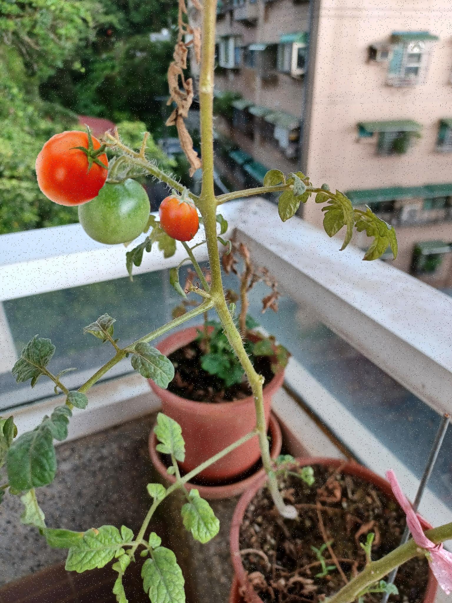 tomato-trunk-segmentation Instance Segmentation Dataset by tokui