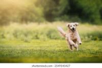 Robo Flow Elite - Roboflow Universe