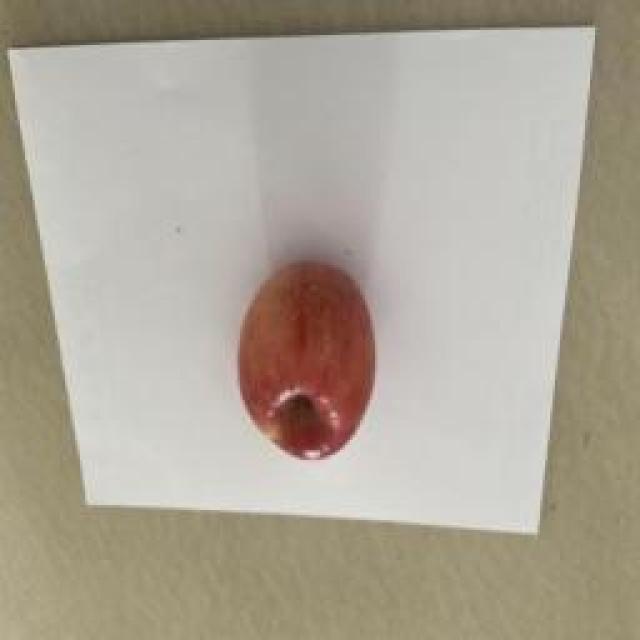 FYP Instance Segmentation Dataset by fruit detection yolov8s