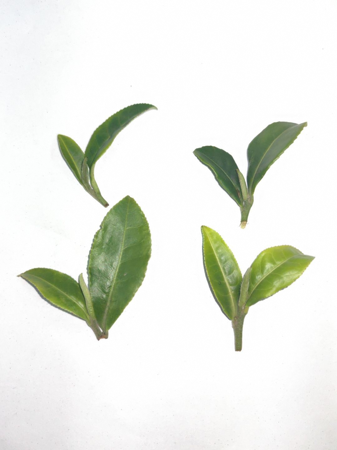 tealeave Object Detection Dataset by tealeave